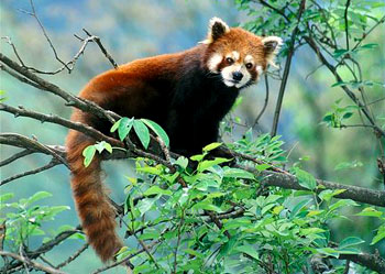 浣熊科 Procyonidae 蓝色动物学（中国动物学科普）